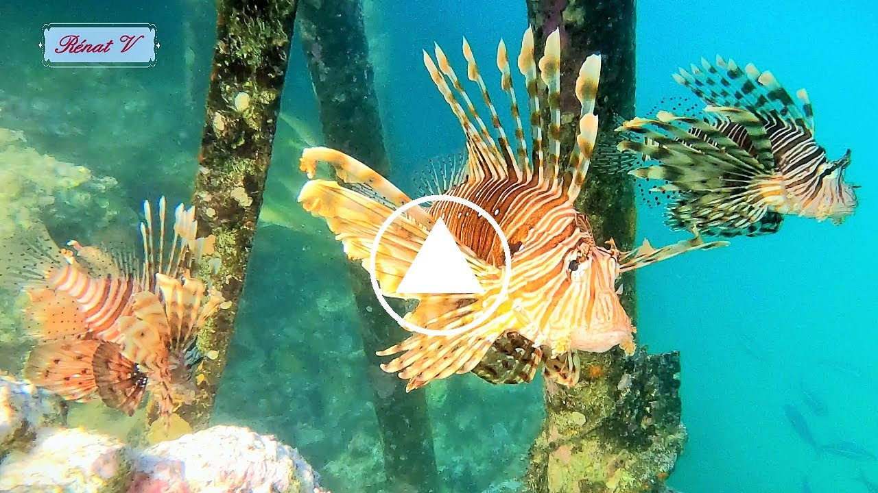 Poissons Lion ou Rascasses volante - Pterois volitans - - YouTube