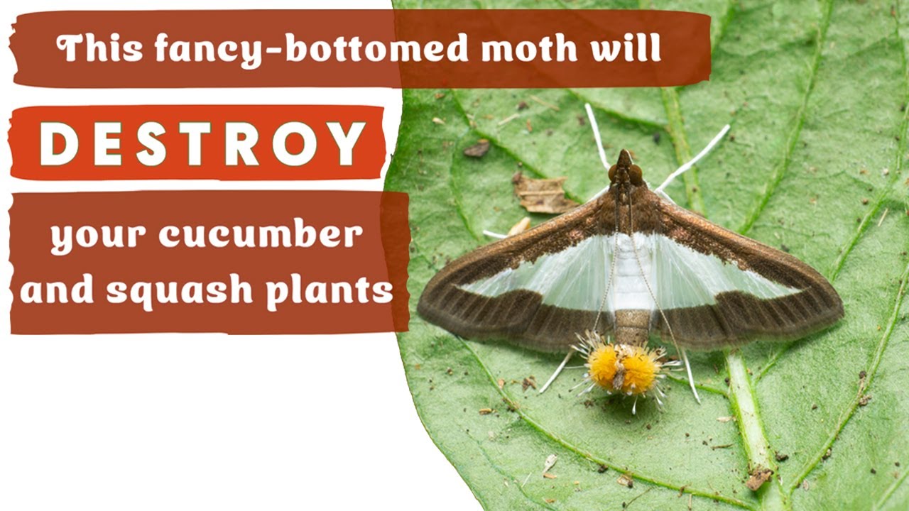 Diaphania Indica: the cucumber moth or the cotton caterpillar - YouTube