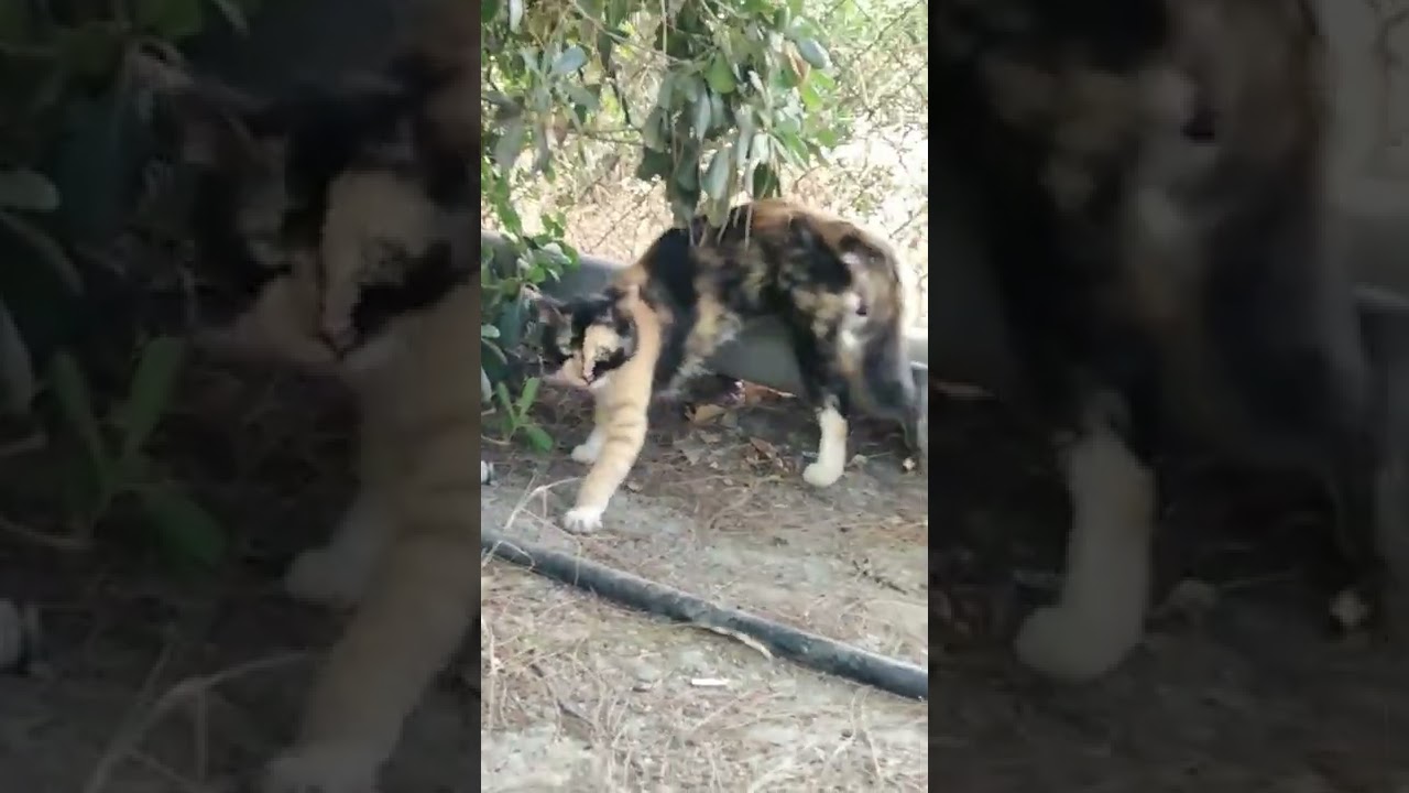 RESTING CAT UNDER THE TREE SOOO CUTE SUPER - YouTube