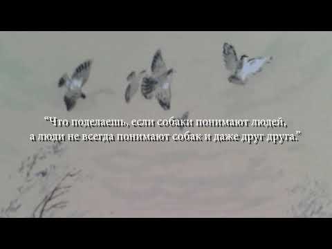 Белый Бим Черное Ухо