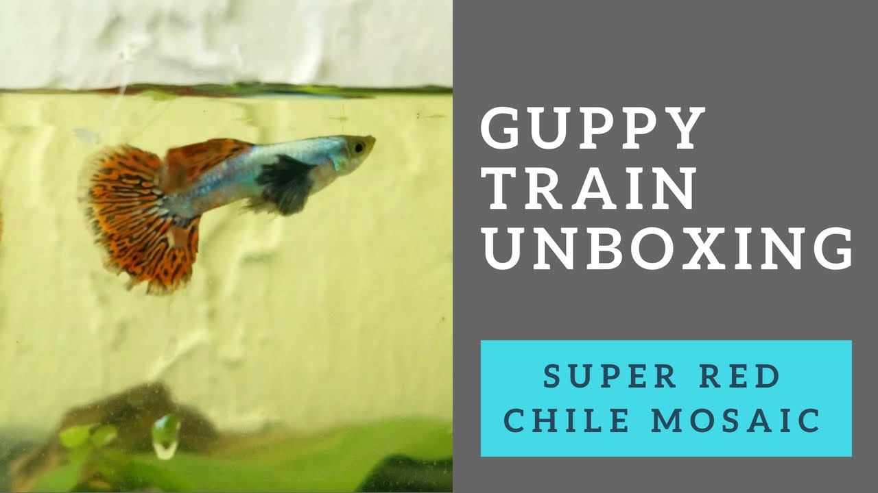 Guppy Train: Super Red Chile Mosaic Elephant Ear Strain - YouTube