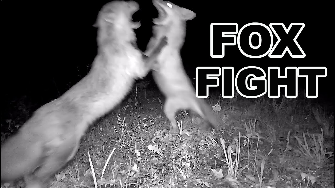 Fox Fight - Caught on Trail Camera - YouTube