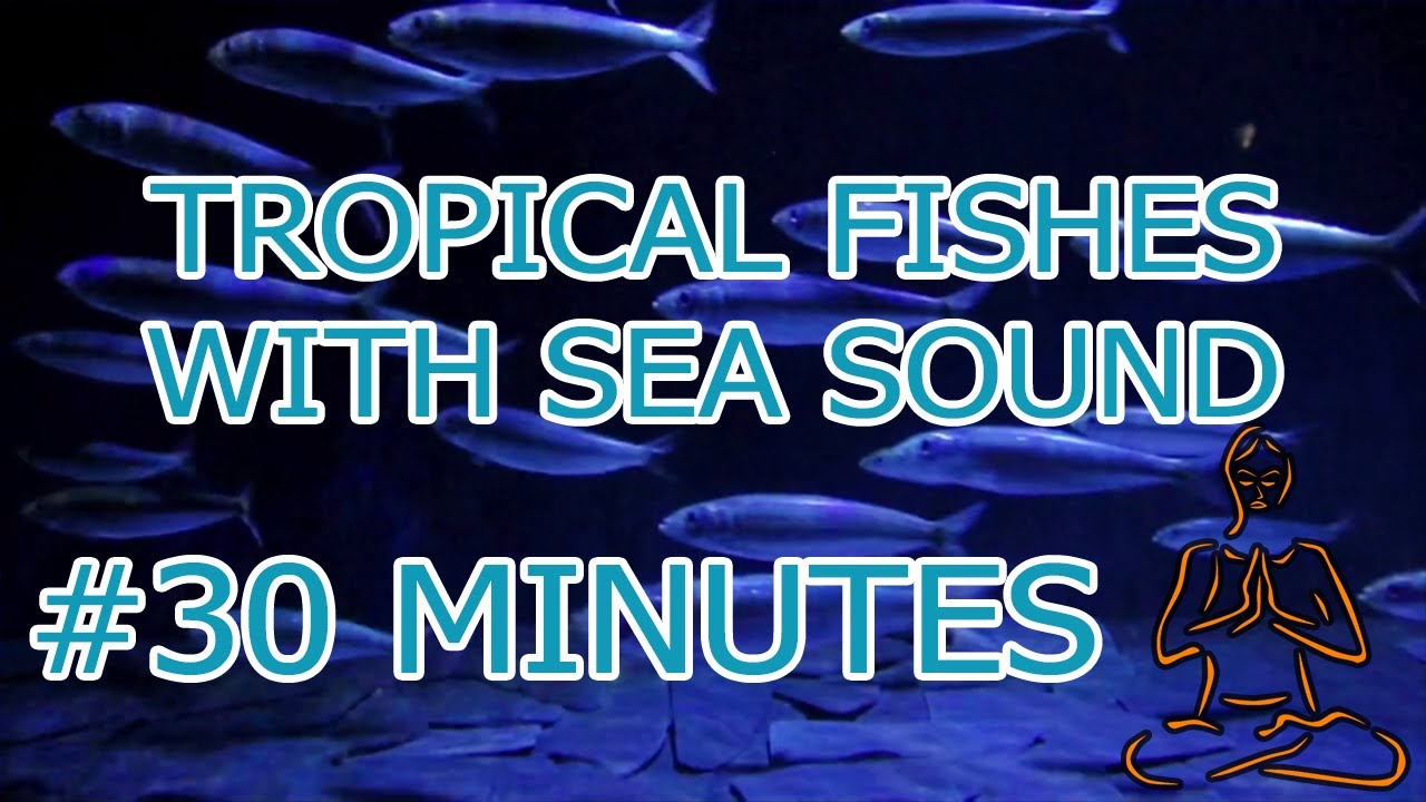 30 Minutes Tropical Aquarium for Relaxation. Beatiful Ocean Fish Relax ...