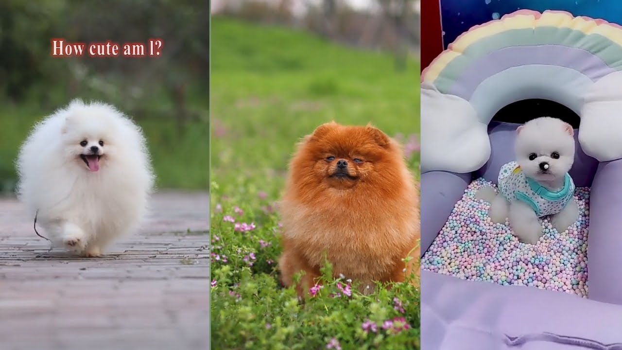 Tik Tok de chien | Gia cho phoc soc 😍 | Cardigan welsh corgi - YouTube