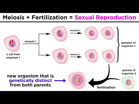 What Is The Process Of Forming Reproductive Celss