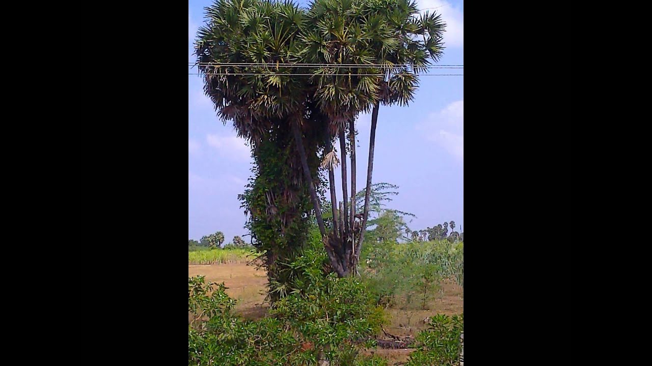 Palmyra tree - Multiple Branch Palmyra tree -- multiple branch palm ...