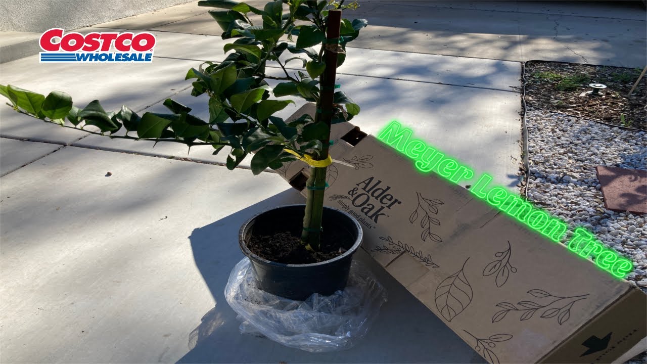 Meyer Lemon Tree from Costco | Great quality - YouTube