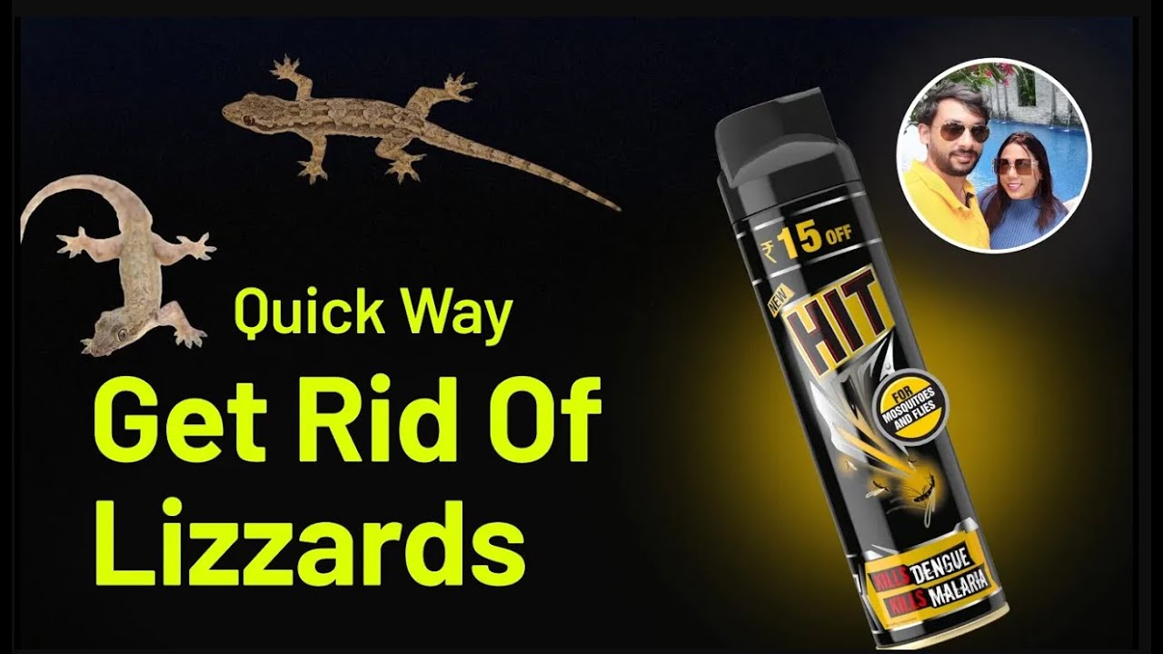 Lizards runs away with Hit Spray/Hit Spray/Lizards remedy/how to keep ...