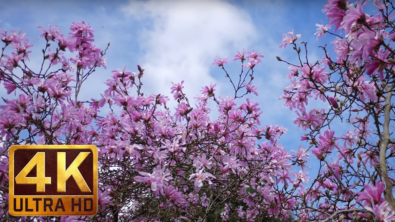 FLOWERS 4K - Amazing Scenes of Nature in Nature Relaxation Footage ...