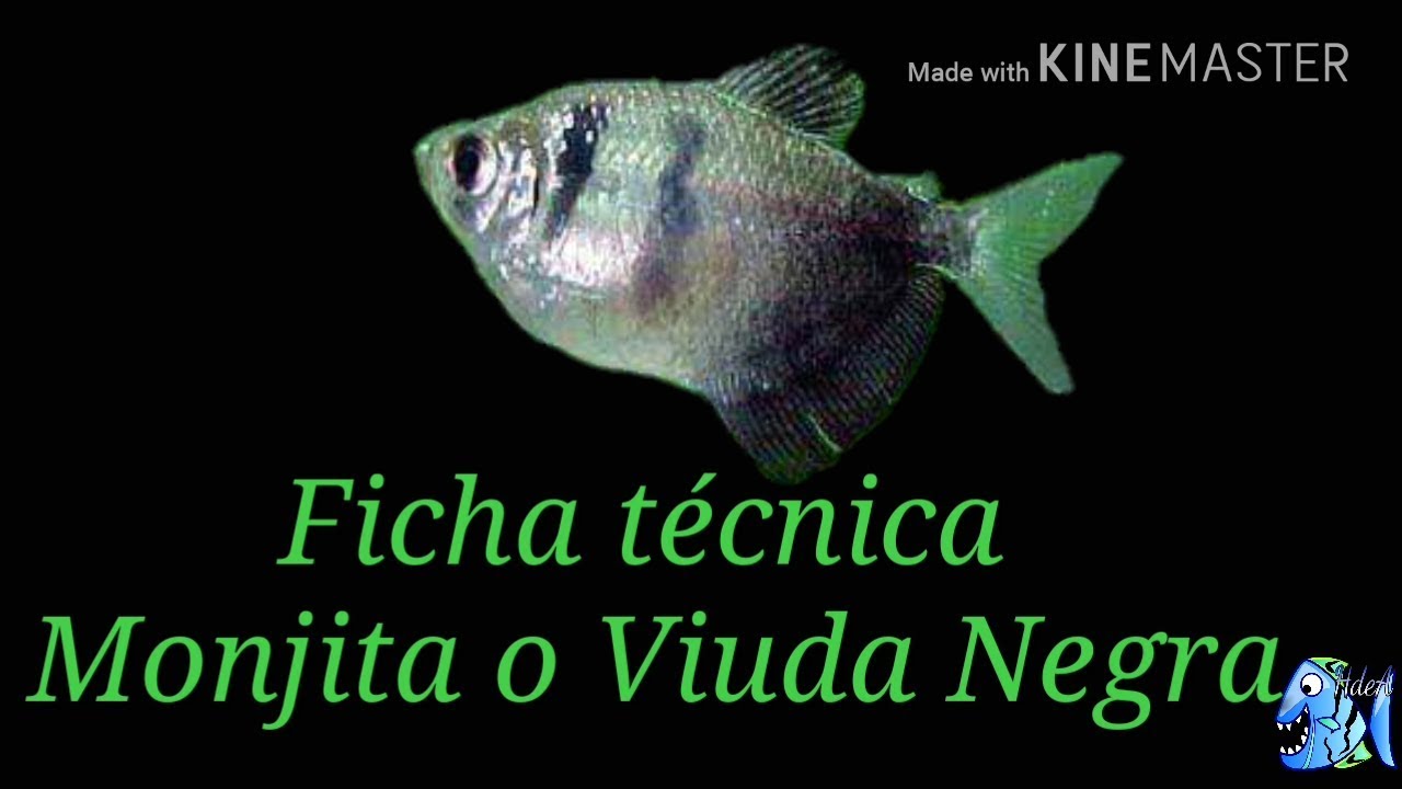 Ficha técnica Monjita o Viuda Negra (Gymnocorymbus ternetzi) - YouTube