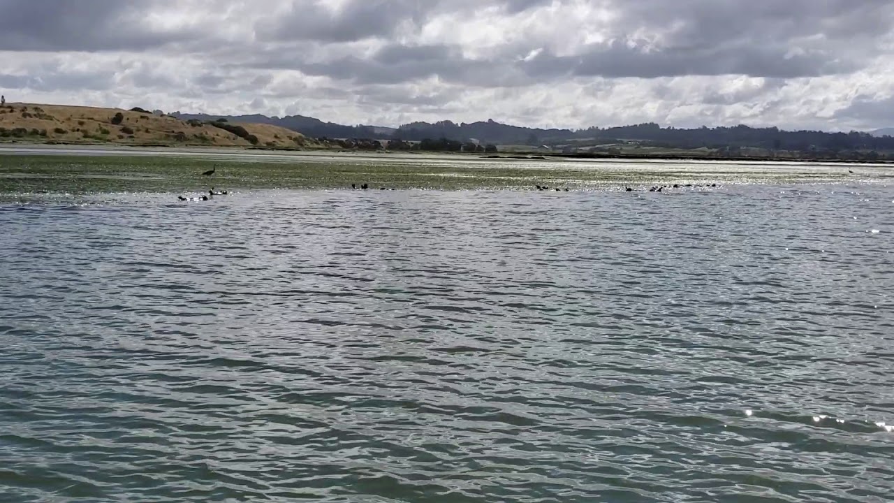 Sea Otter Raft, Moss Landing California - YouTube