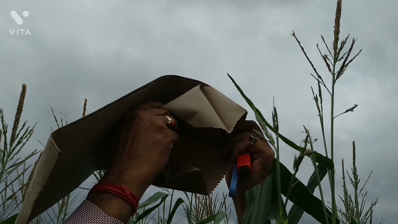 Selfing in Maize - YouTube