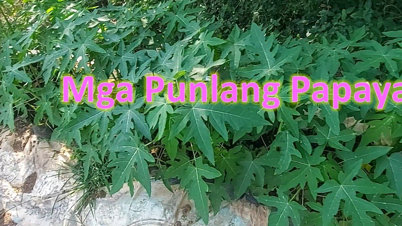 Mahalaga ang Pagpupunla (Papaya) - YouTube