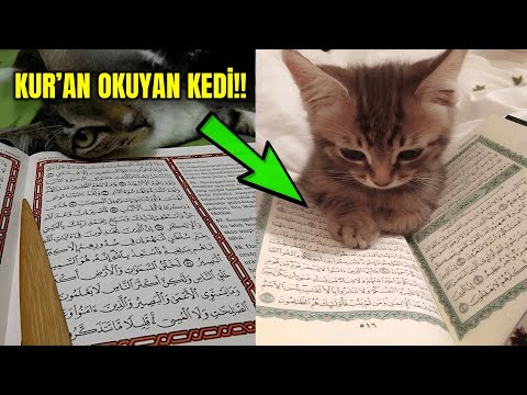 Ateist, Kediyi Kur’an-ı Kerim’in Üzerine Bastırmak İstedi – Ama Kedinin Tepkisi Dünyayı Şoke Etti!