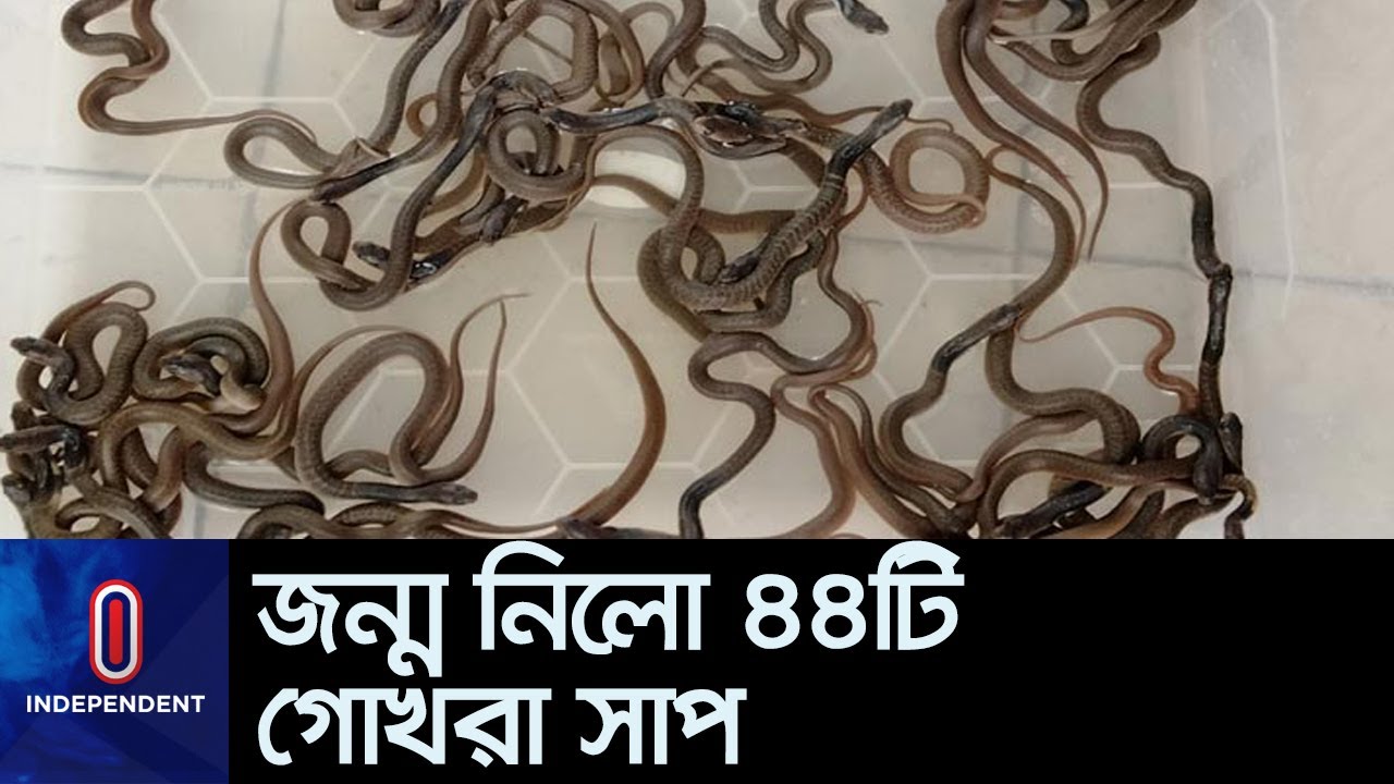 মেরে ফেলা সাপের ডিম ফুটে বেরুলো ৪৪টি গোখরার বাচ্চা || Gokhro Snake ...