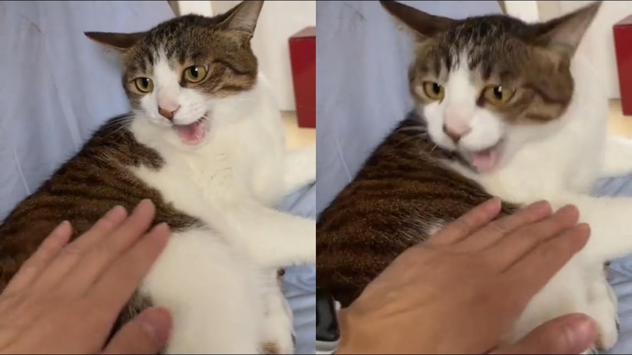 Dramatic Cat Won't Stop Screaming - YouTube