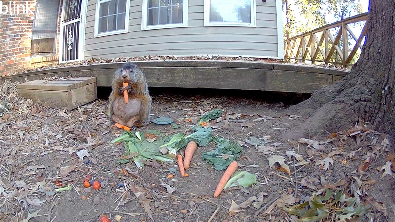 Someone Has A Boo Boo - YouTube