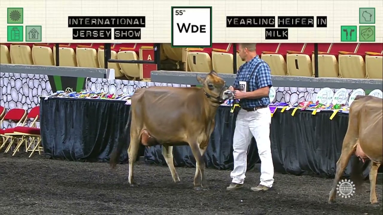 825 JERSEY YEARLING HEIFER IN MILK - YouTube