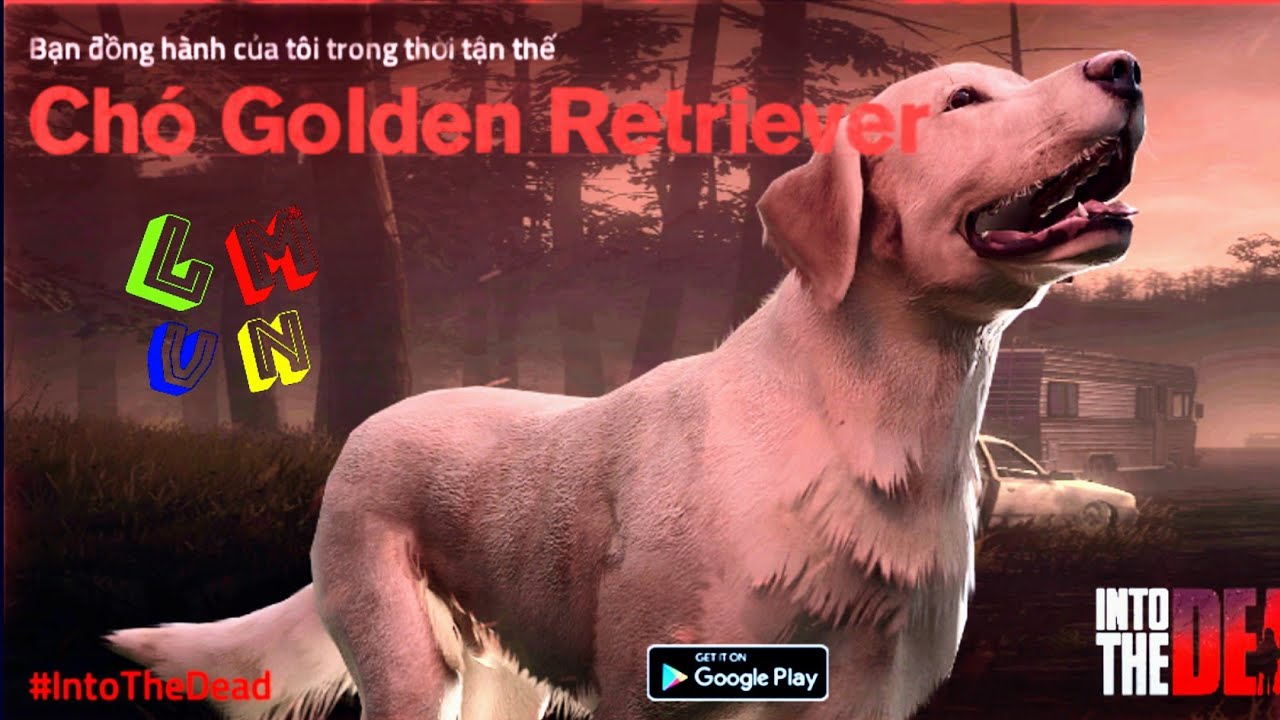 Tìm hiểu về CHÓ GOLDEN RETRIEVER - KHOW ABOUT GOLDEN RETRIEVER - INTO ...