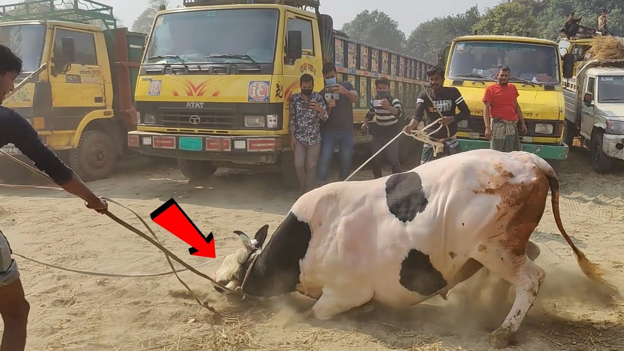 Cow unloading at very popular village cattle market | Cow unloading ...