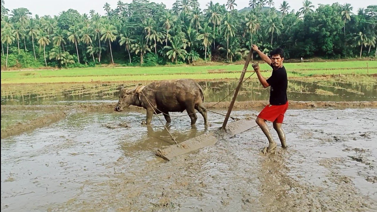 Paghahanda para sa pagtatanim ng palay | Preparation for planting ...