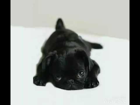 Cele mai dragute animale din lume . - YouTube