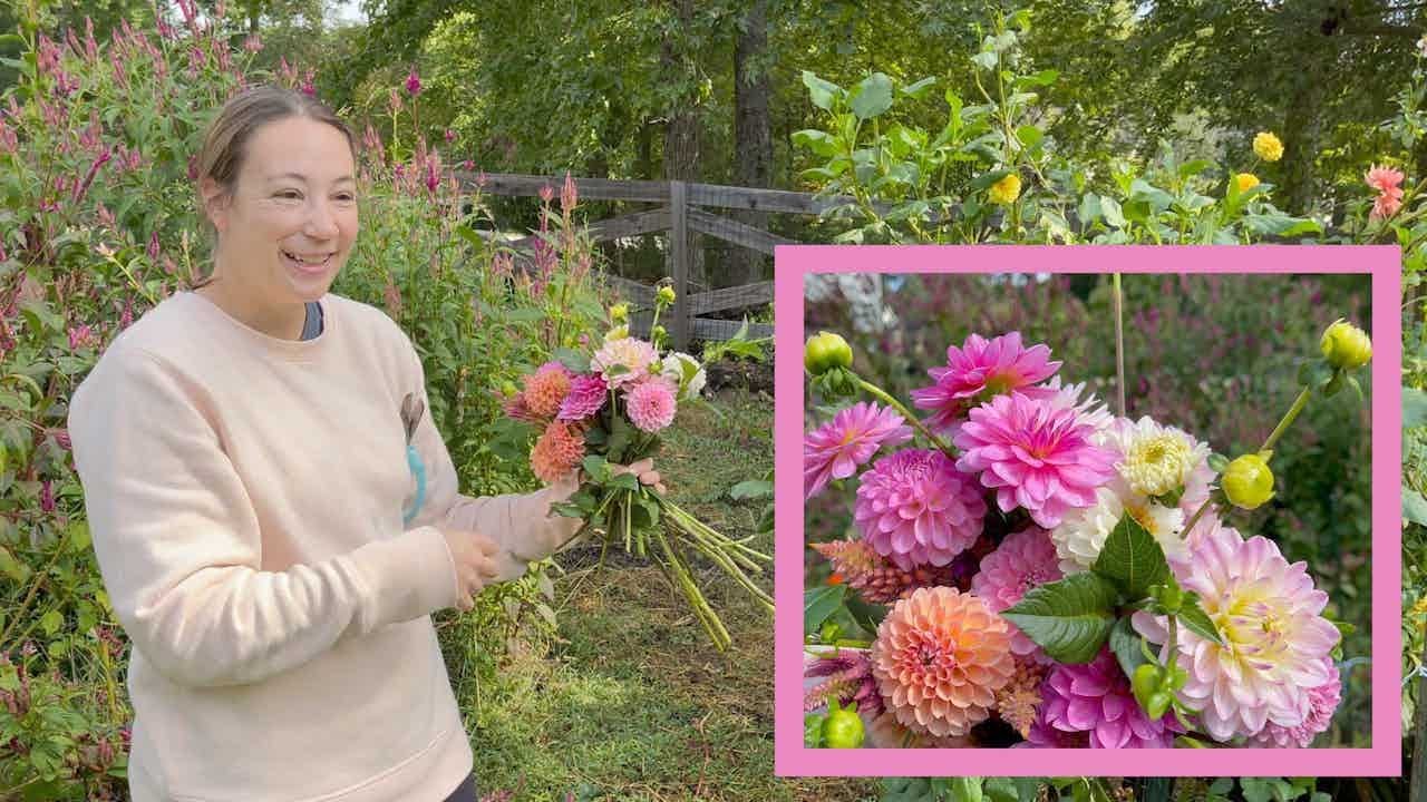 💐 Harvest Dahlias With Me! Dahlia Harvest for Mini Dahlia Arrangements ...