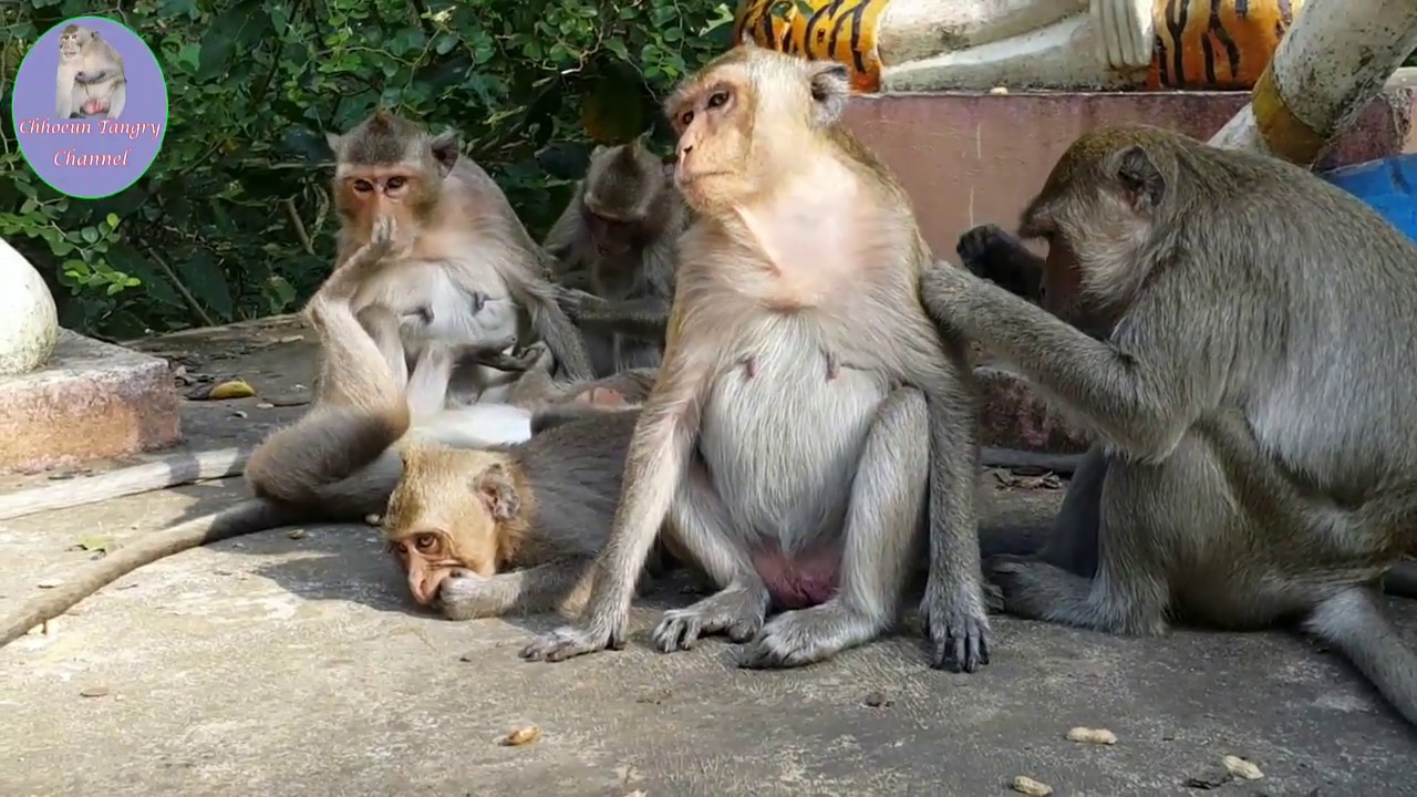 What Are All Monkeys Doing? Why do Some Monkeys Do Like This? CHT# 78 ...