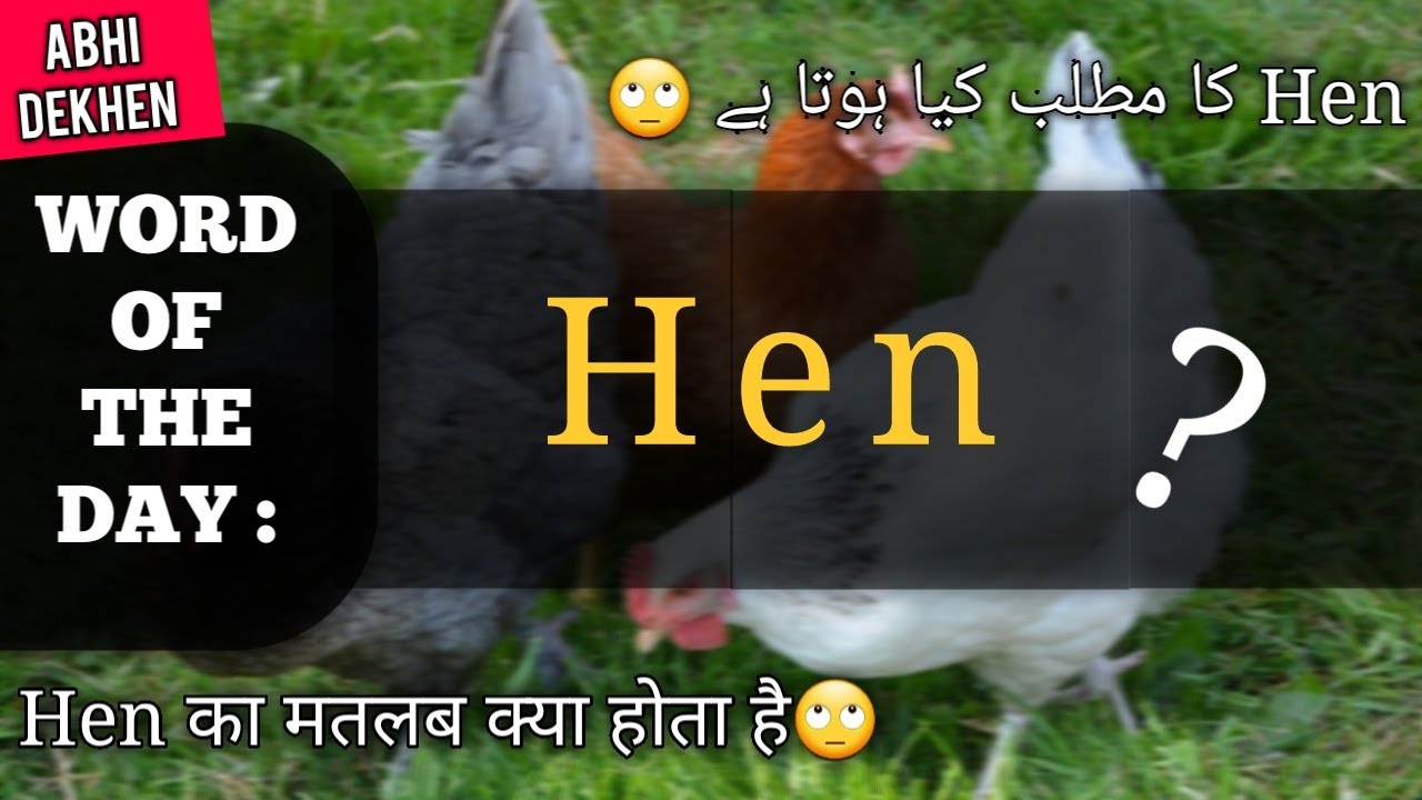 Hen meaning in HINDI/URDU | Hen pronunciation | Hen sentence | Hen ...
