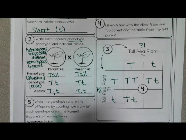 Punnett Squares Worksheet