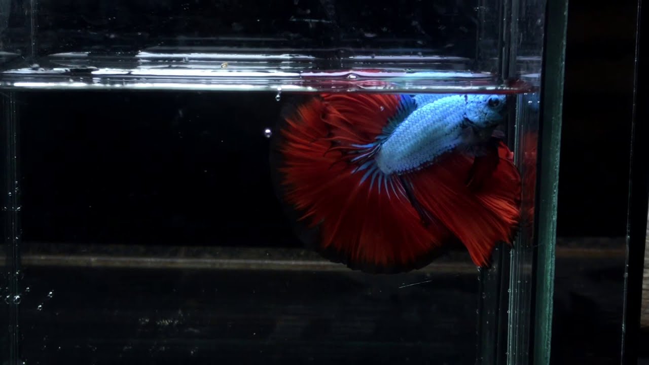 french dragons - YouTube