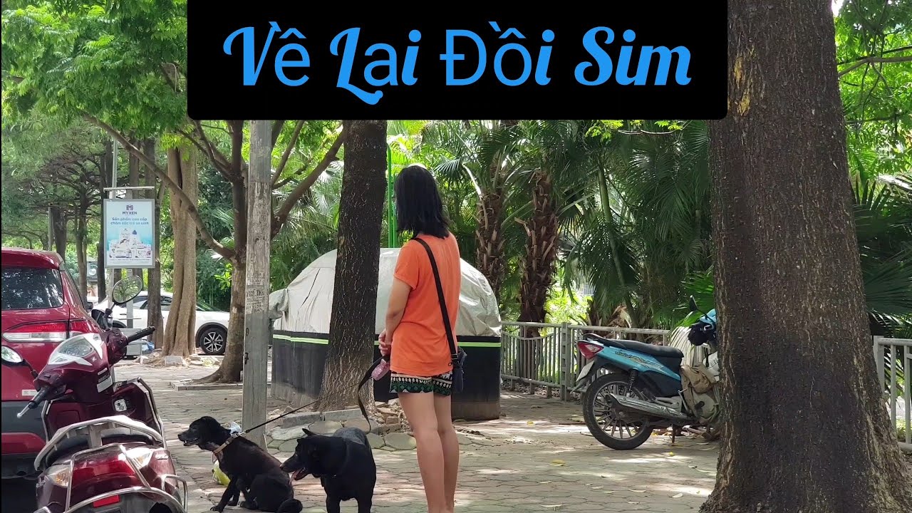 Về Lại Đồi Sim - Mai Tiến Đạt - YouTube