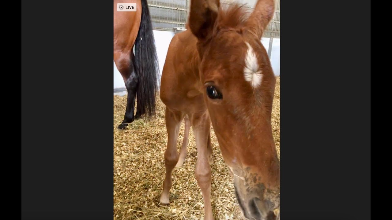 Cutest, one-eyed baby filly’s first year.😍 From day 1 to toddler ...