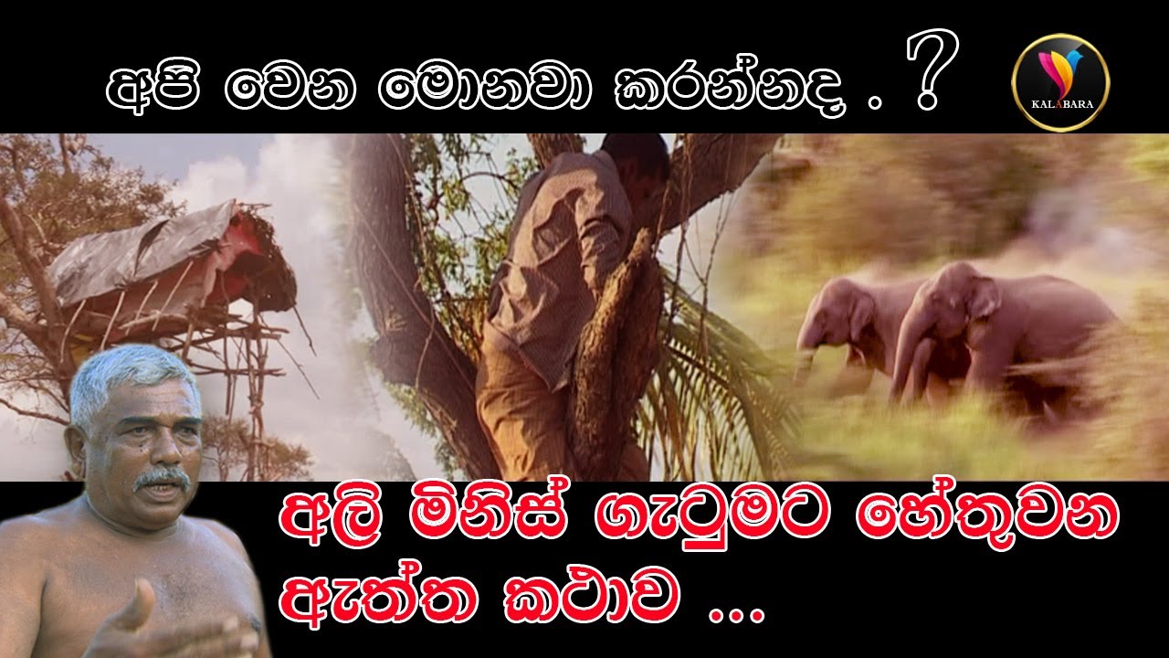 Elephant Human Conflict in sri lanka # wild elephant sri lanka - YouTube