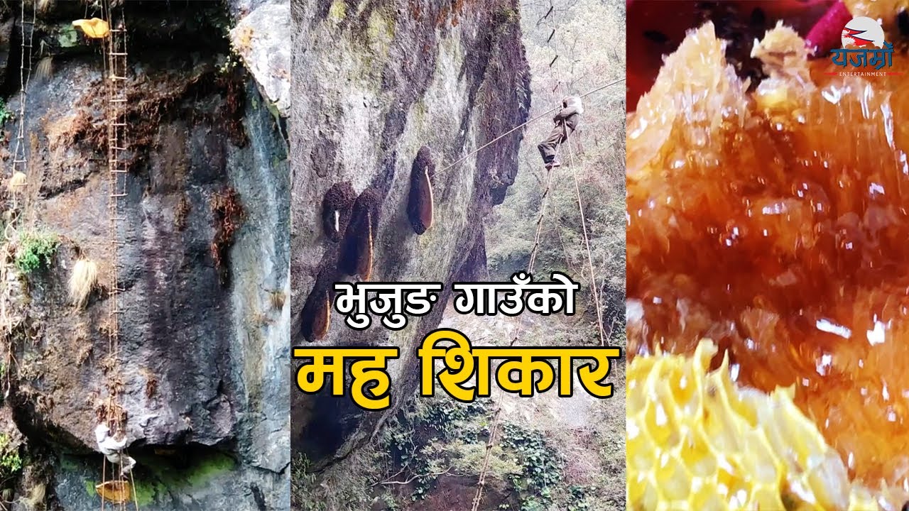 Bhujung Village's Honey Hunting 2023 - YouTube