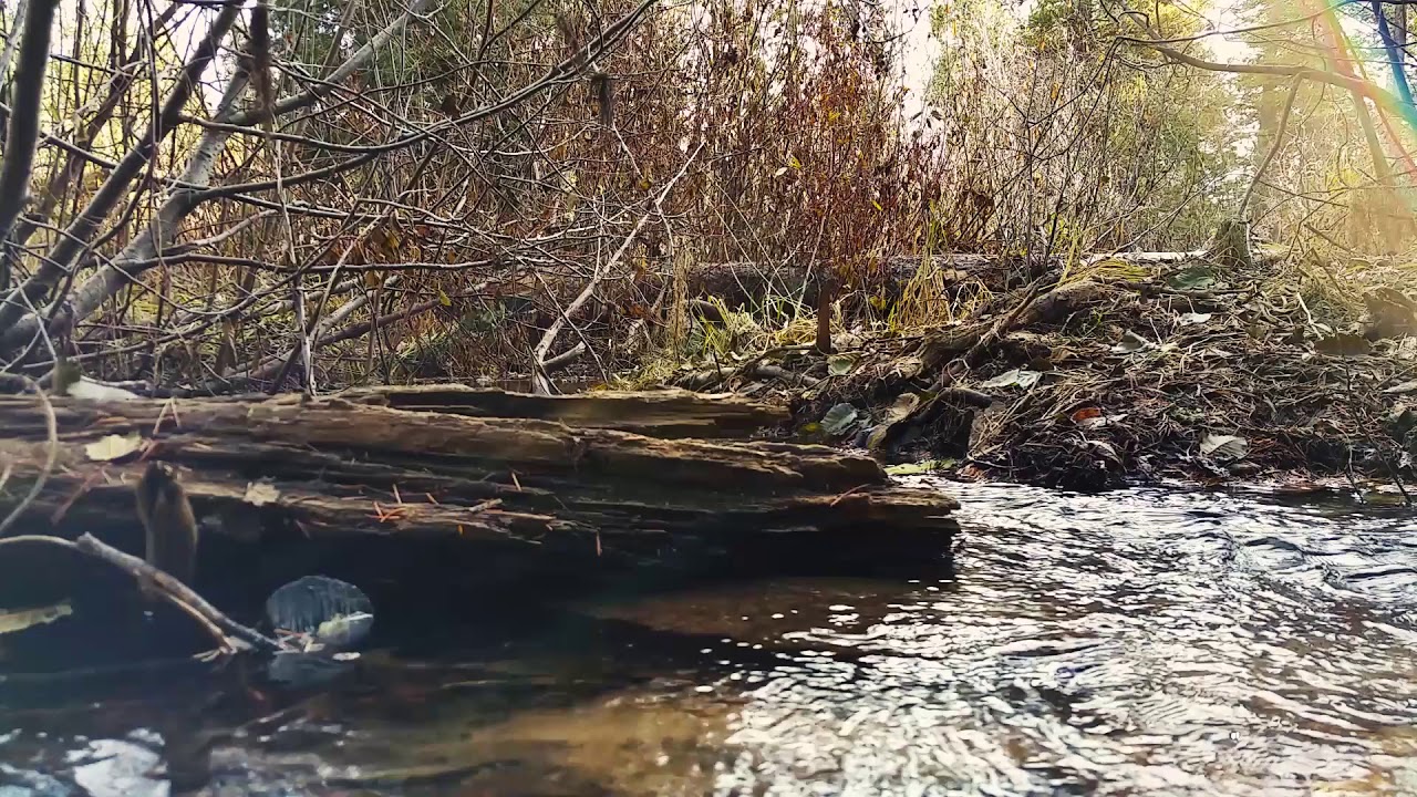Soothing trickling stream sounds of running water. Fall Stream with ...