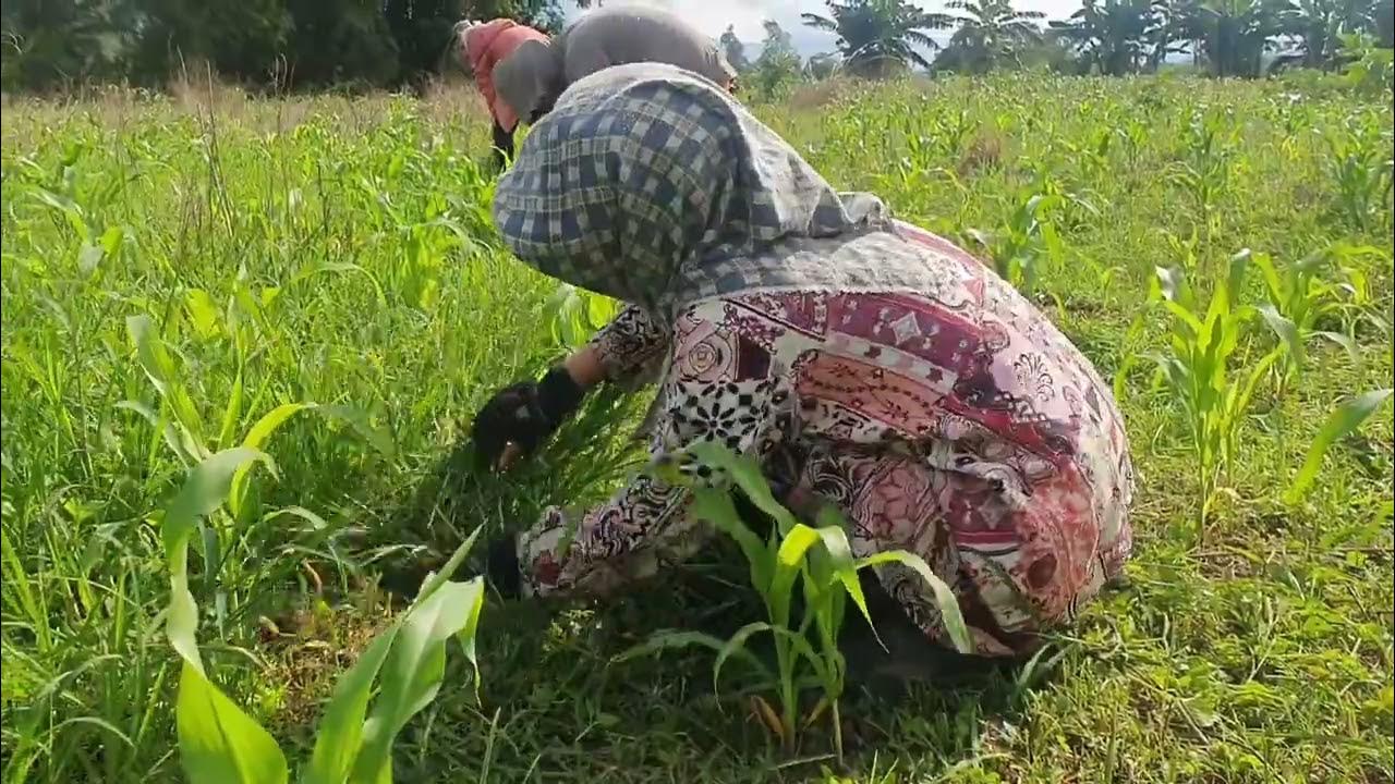 mus luaj teb pob kws27/7/2023 - YouTube