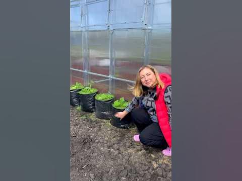 Как вырастить в мешках из-под грунта огурцы 🥒 - YouTube