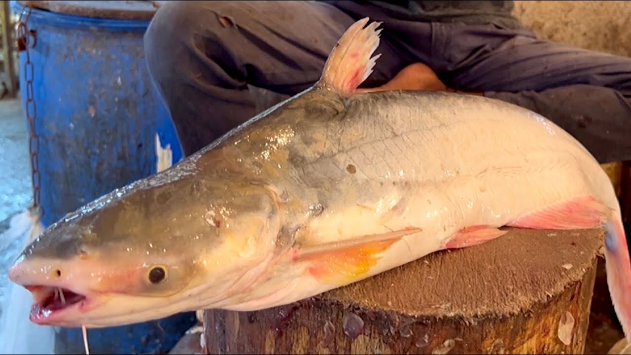 Nice Cutting Style | Fast Big Pangasius Catfish Cutting By Expert Fish ...