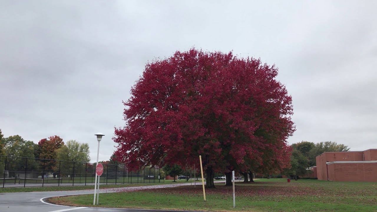 Tree Identification for Kids: Red vs. Sugar Maple - YouTube