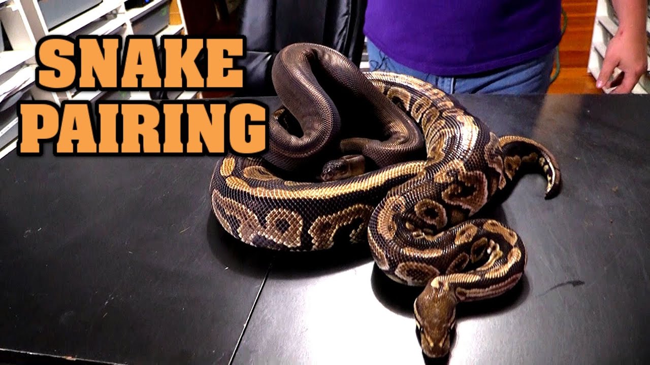 What are we pairing?? Suma? Calico blitz?? Ball python pairings! - YouTube