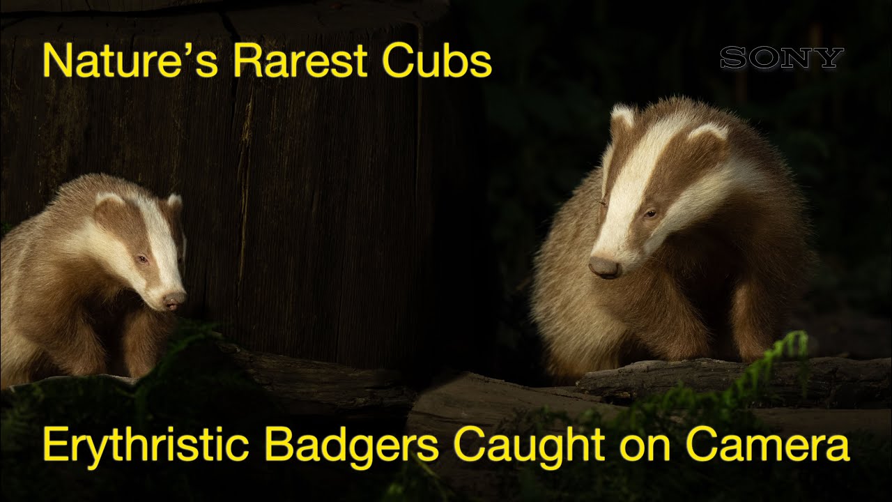 Photographing Nature’s Rarest Cubs – Erythristic Badgers Caught on ...
