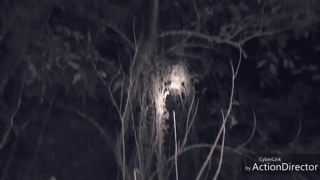 Ghost Forest of Nadia - YouTube