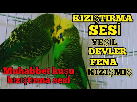 muhabbet kuşu kızıştırma sesi muhabbet kuşu çiftleşme sesi muhabbet kuşu sesi quş səsi budgie sounds