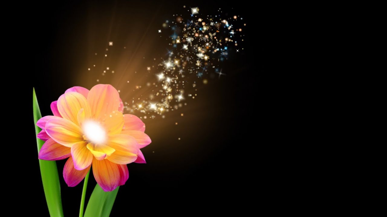 Flower magic effect black screen | flower black screen video | black ...
