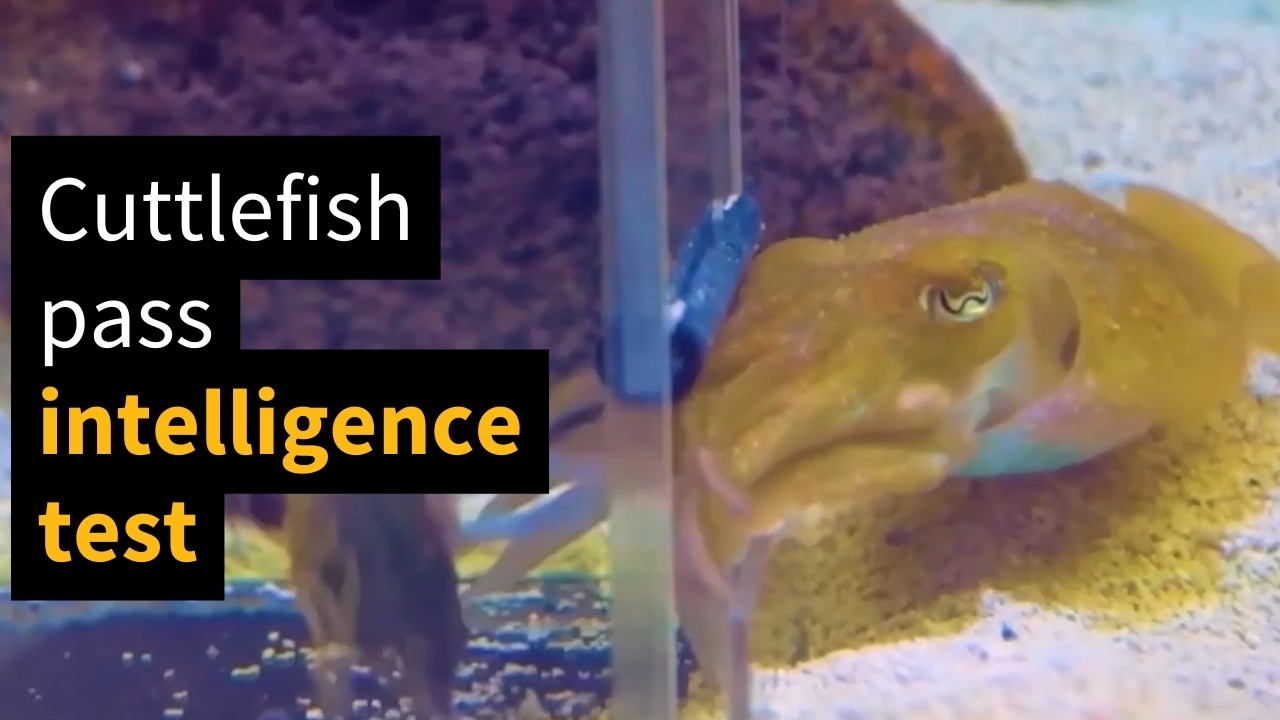 Cuttlefish passes cognitive test meant for human kids - Knewz