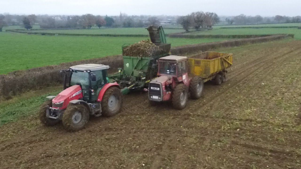 Fodder beet harvest 2020 - YouTube