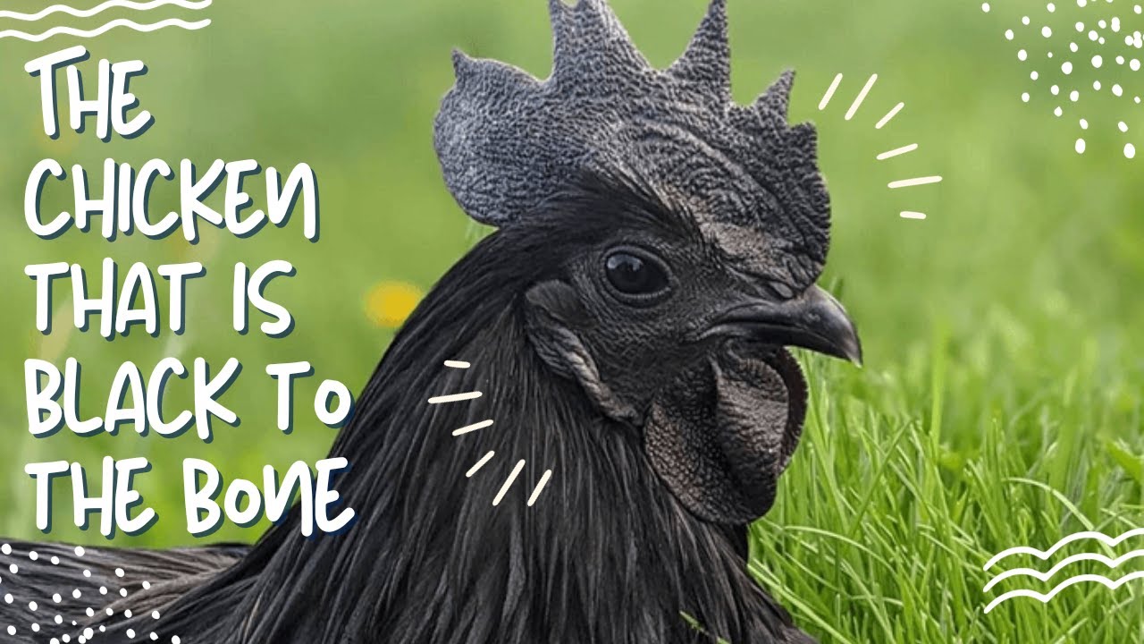 Ayam Cemani Chickens: The Black to the Bone Chicken! - YouTube