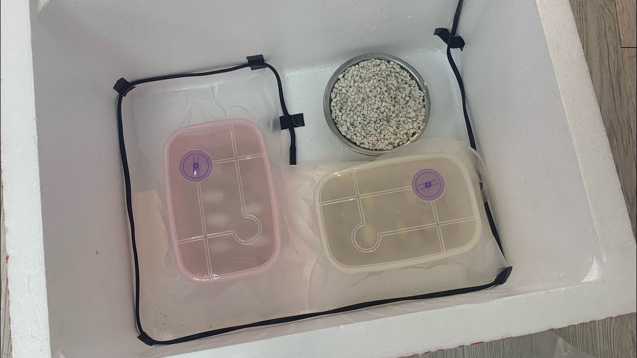 DIY Reptile Eggs Incubator || Cara saya menetaskan telur reptile ...