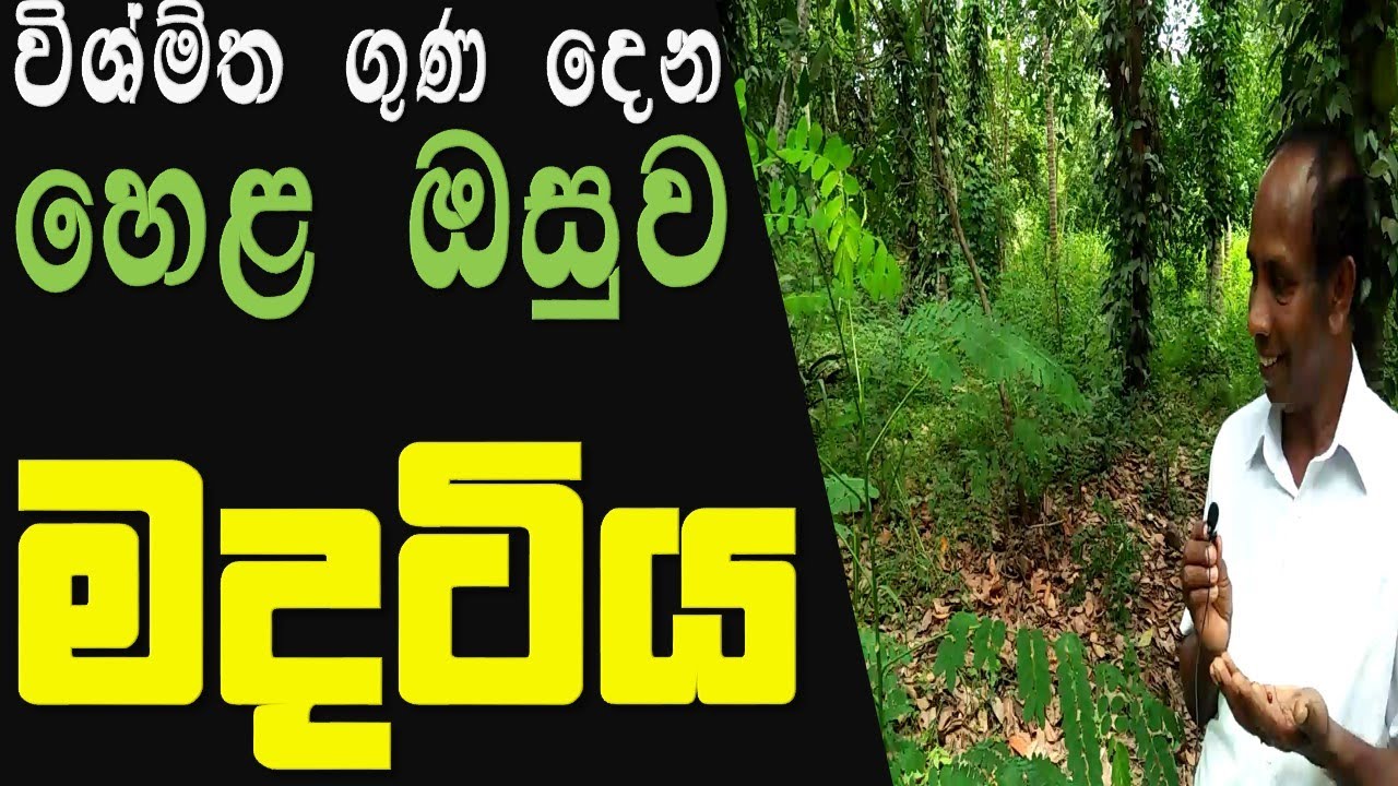 Madatiya | Sinhala Ath Beheth | story eka - YouTube